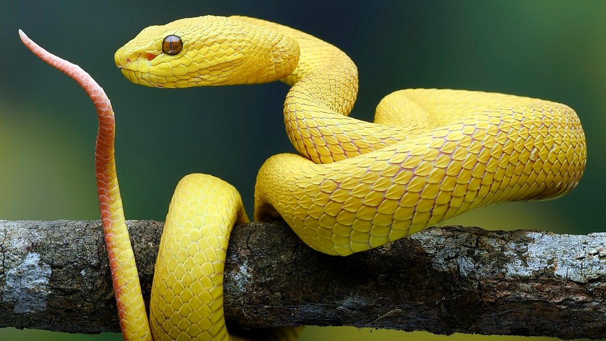 BBC World Service - CrowdScience, How does a snake climb a tree?, How ...
