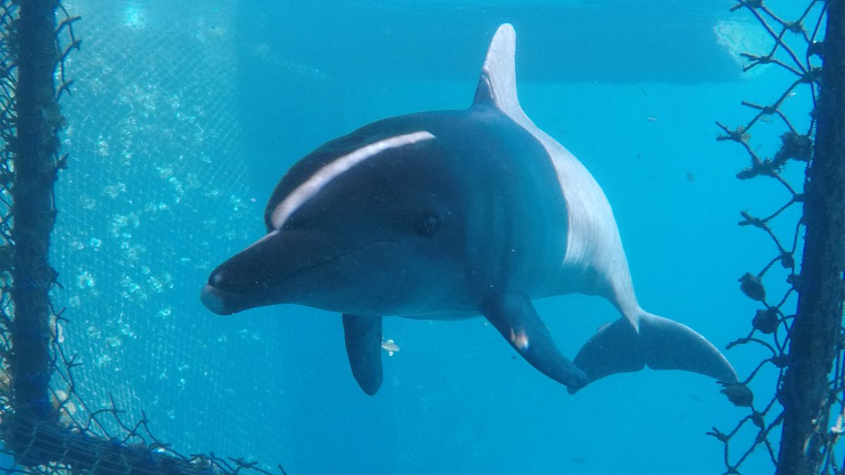 BBC World Service - The Documentary, The great dolphin release
