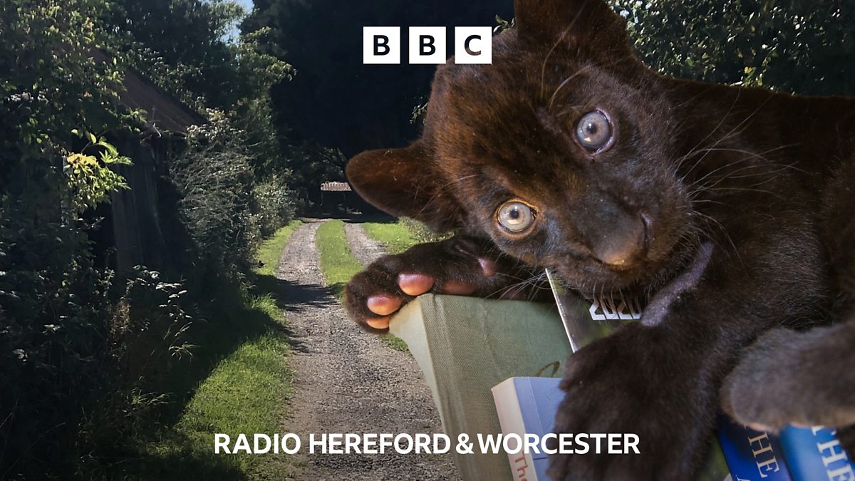 BBC Hereford & Worcester - BBC Hereford & Worcester, Big cat sightings ...