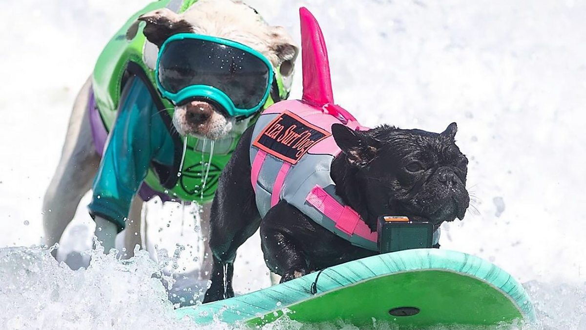 BBC World Service - Happy News, The Happy Pod: Doggy paddling the waves