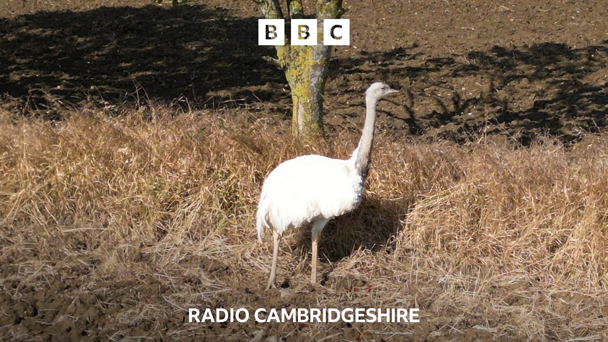 BBC Radio Cambridgeshire - BBC Radio Cambridgeshire, Have you seen ...
