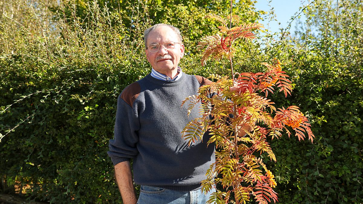 Beechgrove Garden - 2024: Episode 26 - BBC iPlayer
