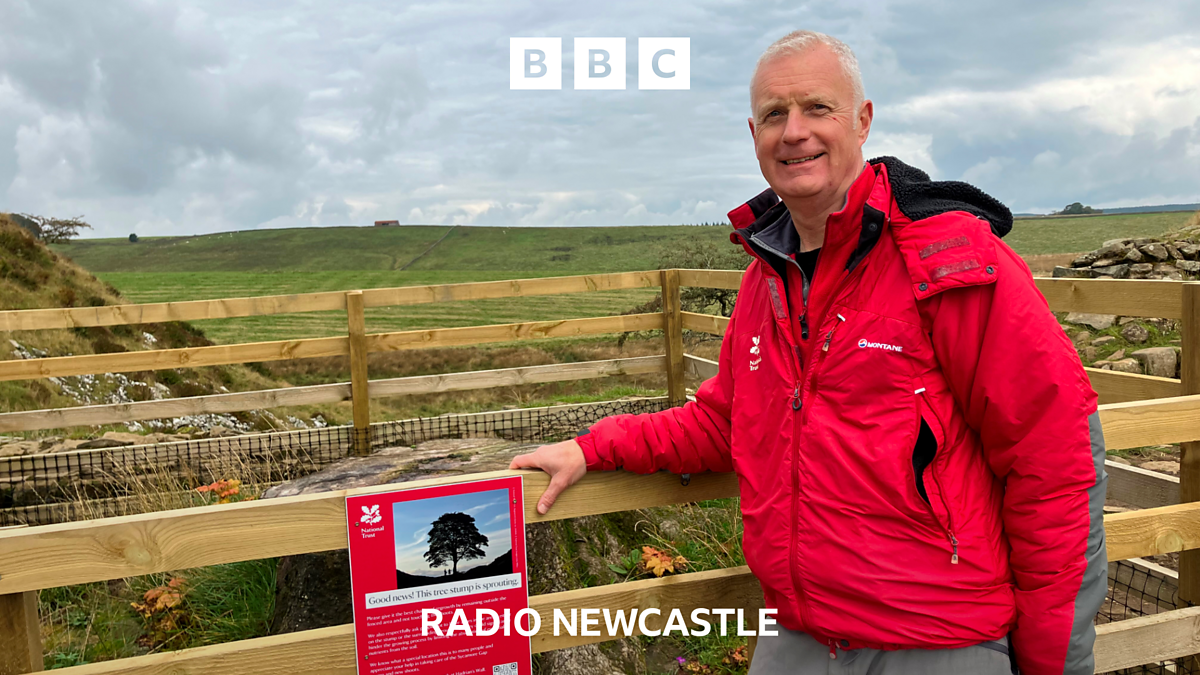 BBC Radio Newcastle - Matt Bailey, Year on from the felling of Sycamore ...