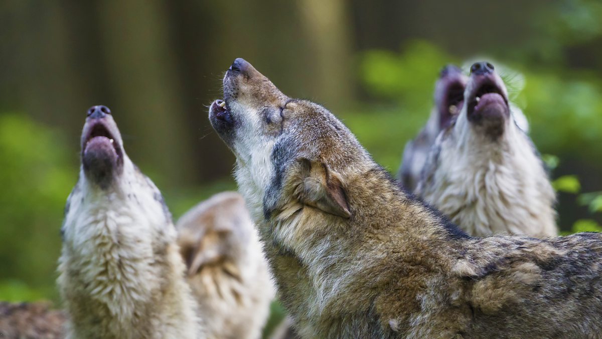 BBC Radio 4 - Word of Mouth, How Animals Talk - How do animals talk?