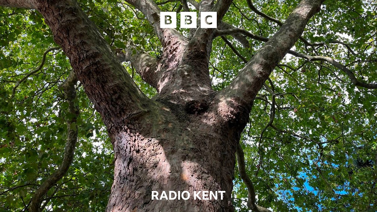 BBC Radio Kent - BBC Radio Kent, The threat to Maidstone's invincible trees