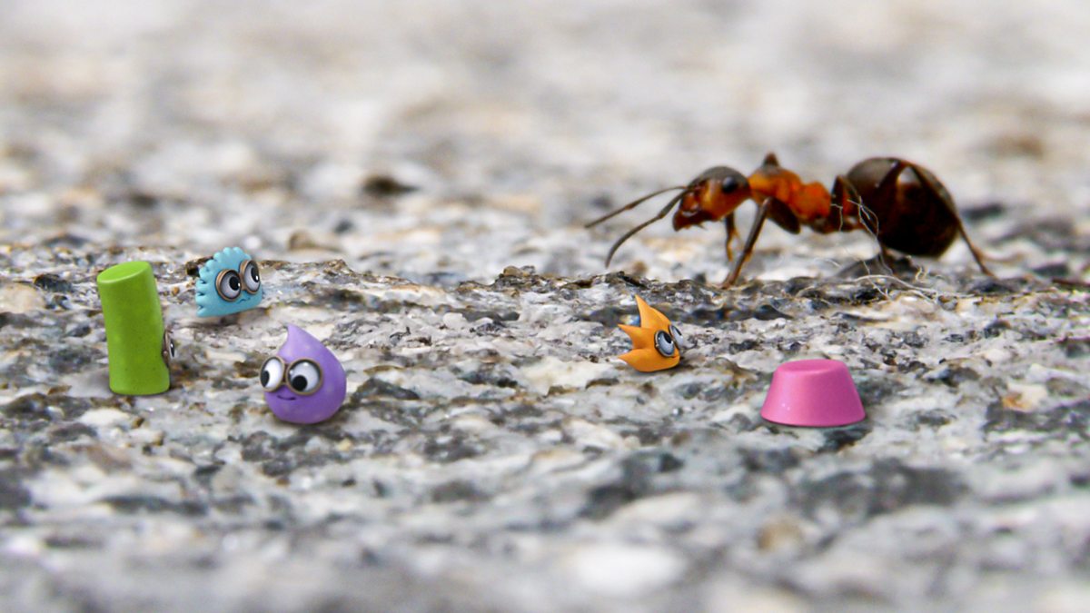 Tiny Wonders - Series 4: 4. Ants - BBC iPlayer