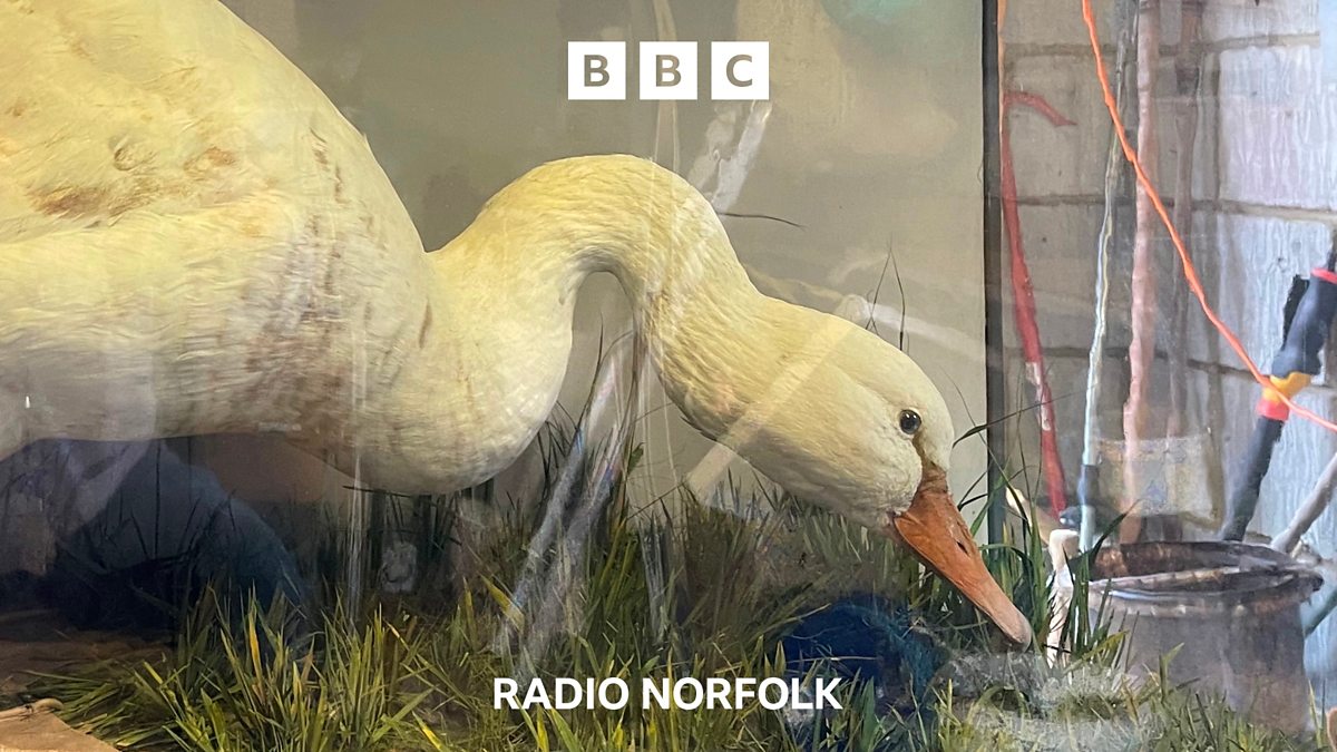 BBC Radio Norfolk - BBC Radio Norfolk, Angry swoose back in Beeston ...