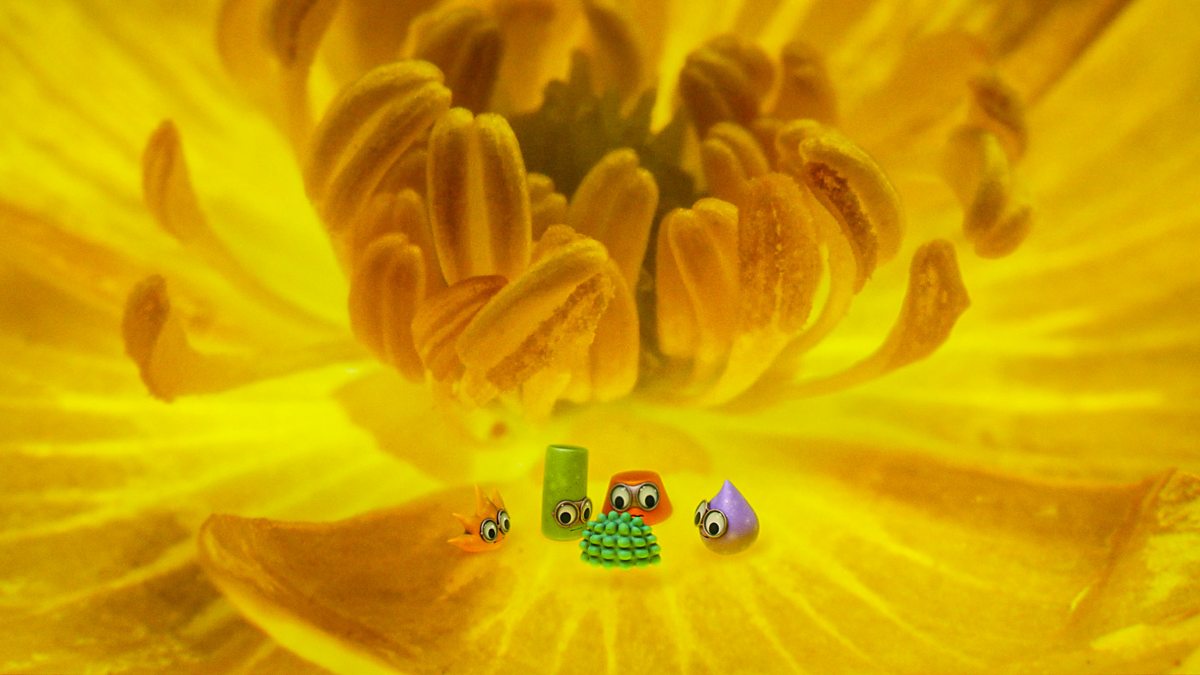 Tiny Wonders - Series 4: 10. Buttercup - BBC iPlayer