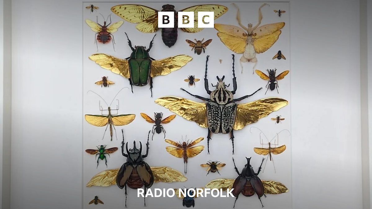 BBC Radio Norfolk - BBC Radio Norfolk, Turning insects into art