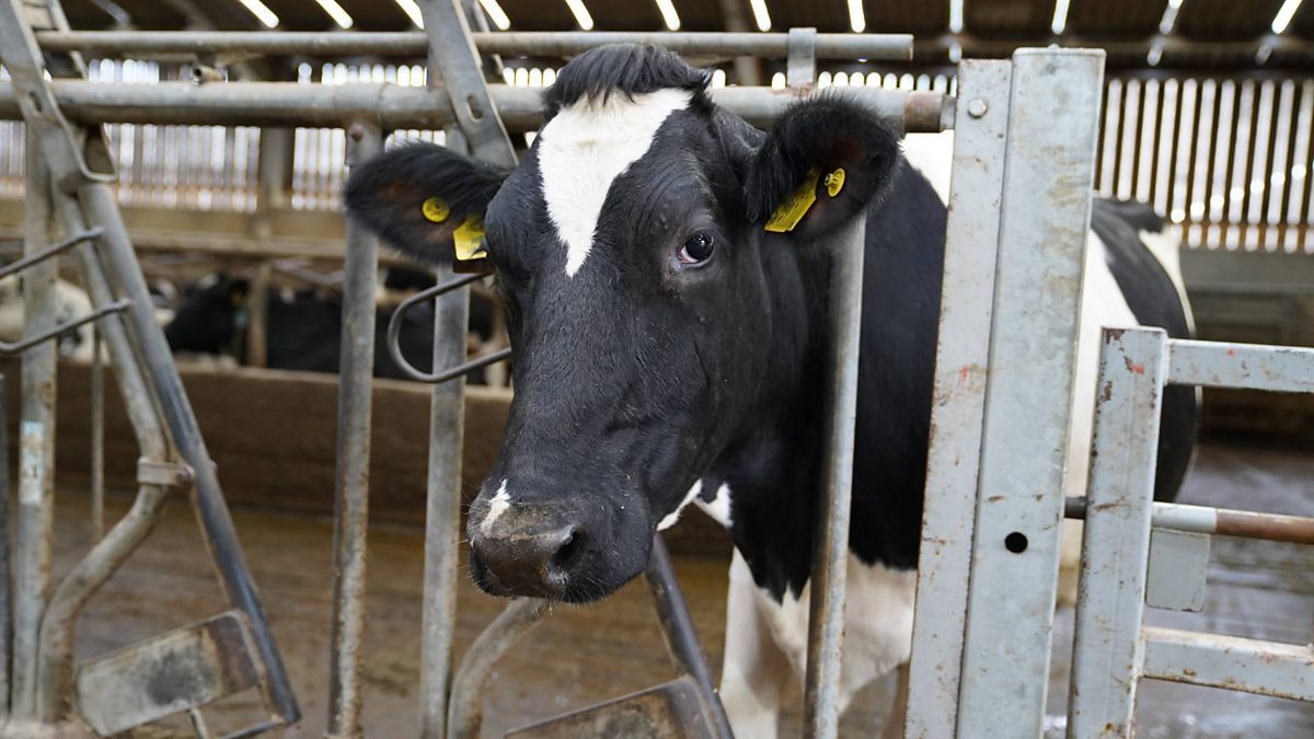 BBC Radio Wales - Country Focus, The Prison Dairy, Where Inmates Milk ...