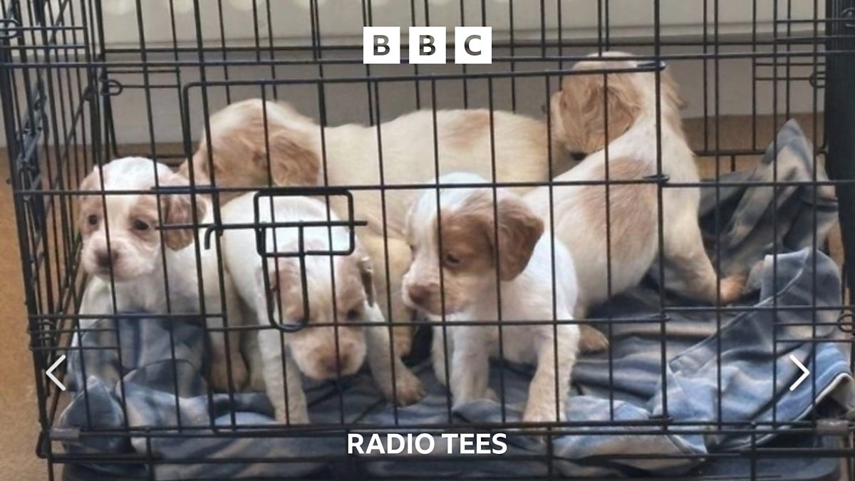 BBC Radio Tees - BBC Radio Tees, Appeal to find stolen County Durham ...