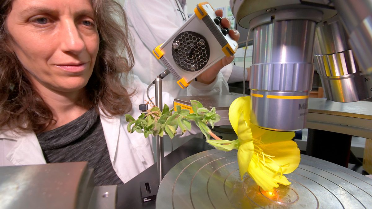 The Secret Genius of Plants - Series 1: 1. Super Senses - BBC iPlayer