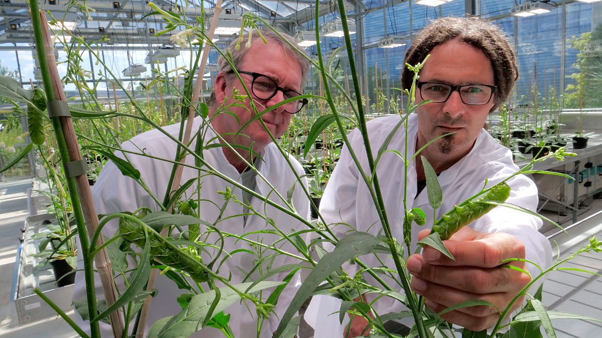 The Secret Genius of Plants - Series 1: 2. Super Strategies - BBC iPlayer