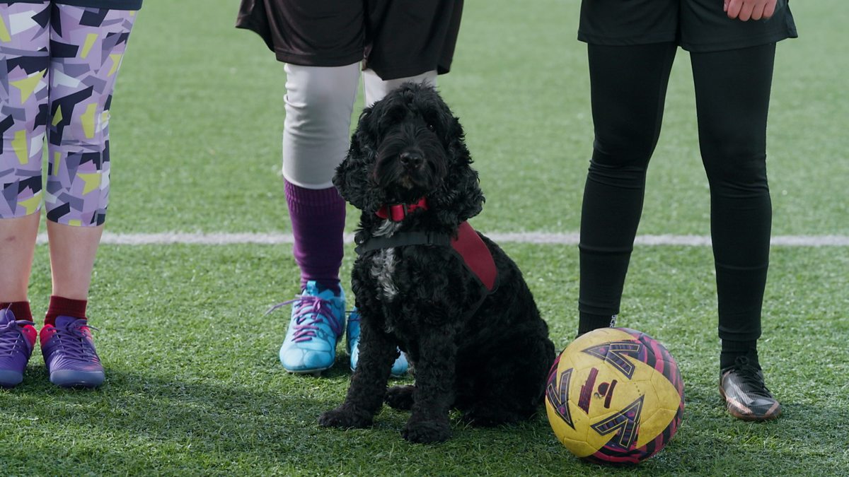 Dog Squad - Series 3: 4. Mission: Football Match - BBC iPlayer