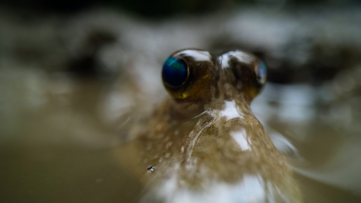 BBC One - Asia, Series 1, Beneath the Waves, The fish that lives on land