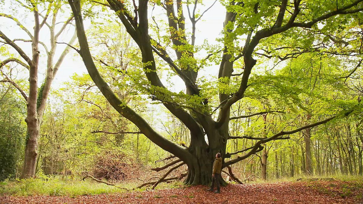 BBC One - The One Show, Autumnwatch on The One Show