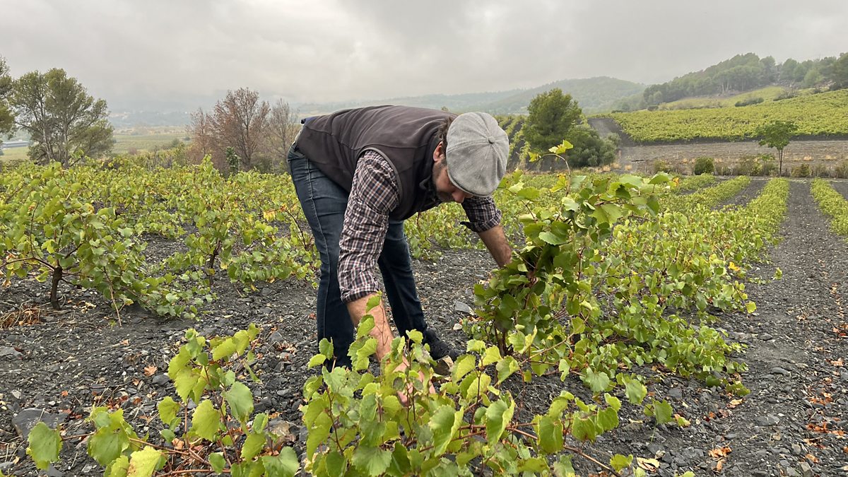 BBC World Service - Assignment, France: Trouble on the vine