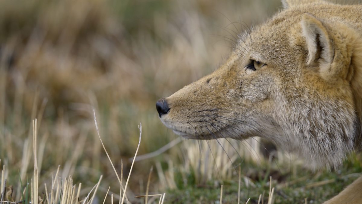 BBC One - Asia, Series 1, Above the Clouds, A Tibetan fox hunts for ...