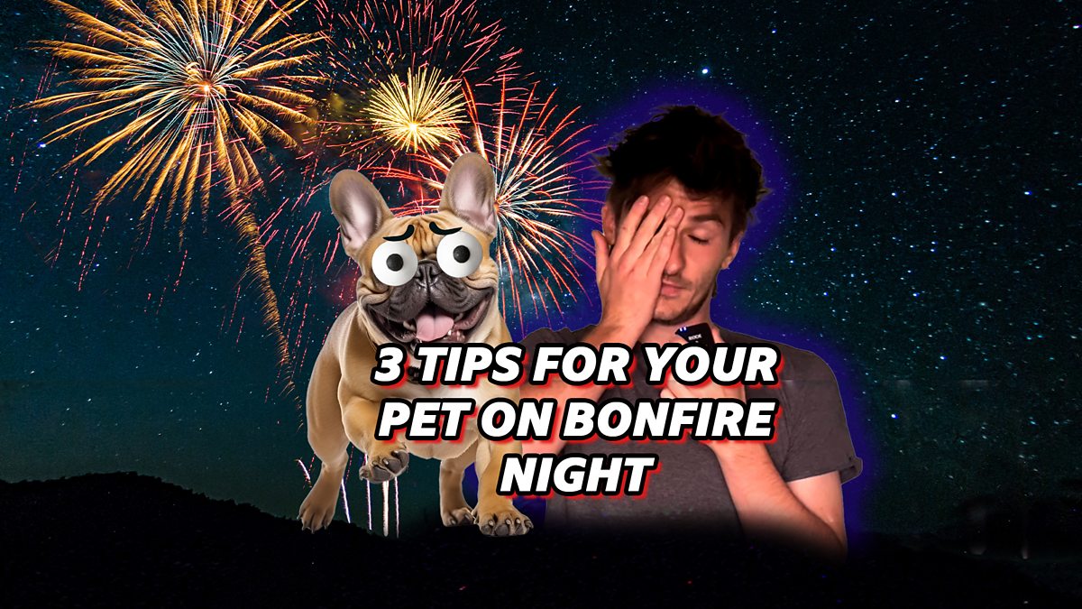BBC - The Social, Tips For Pets On Bonfire Night