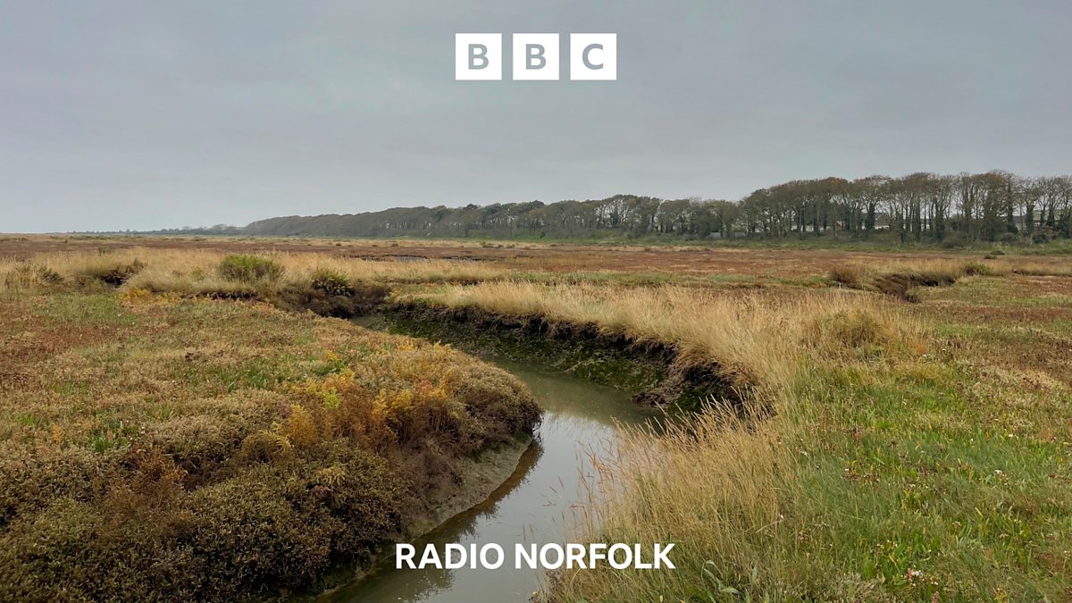 BBC Radio Norfolk - BBC Radio Norfolk, Norfolk marsh plants could help ...