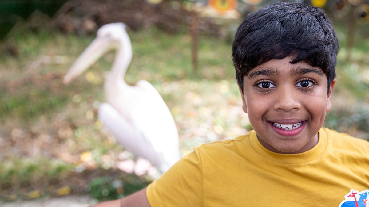 Go Wild - BBC iPlayer