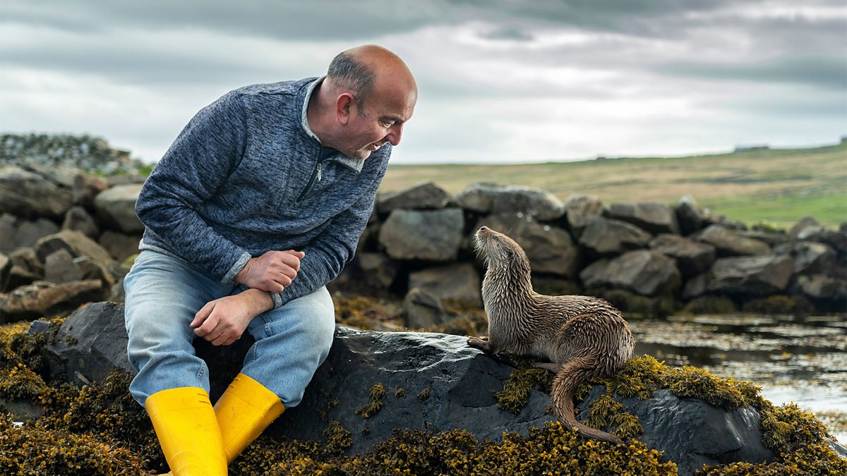 BBC World Service - Happy News, The Happy Pod: How saving an otter ...