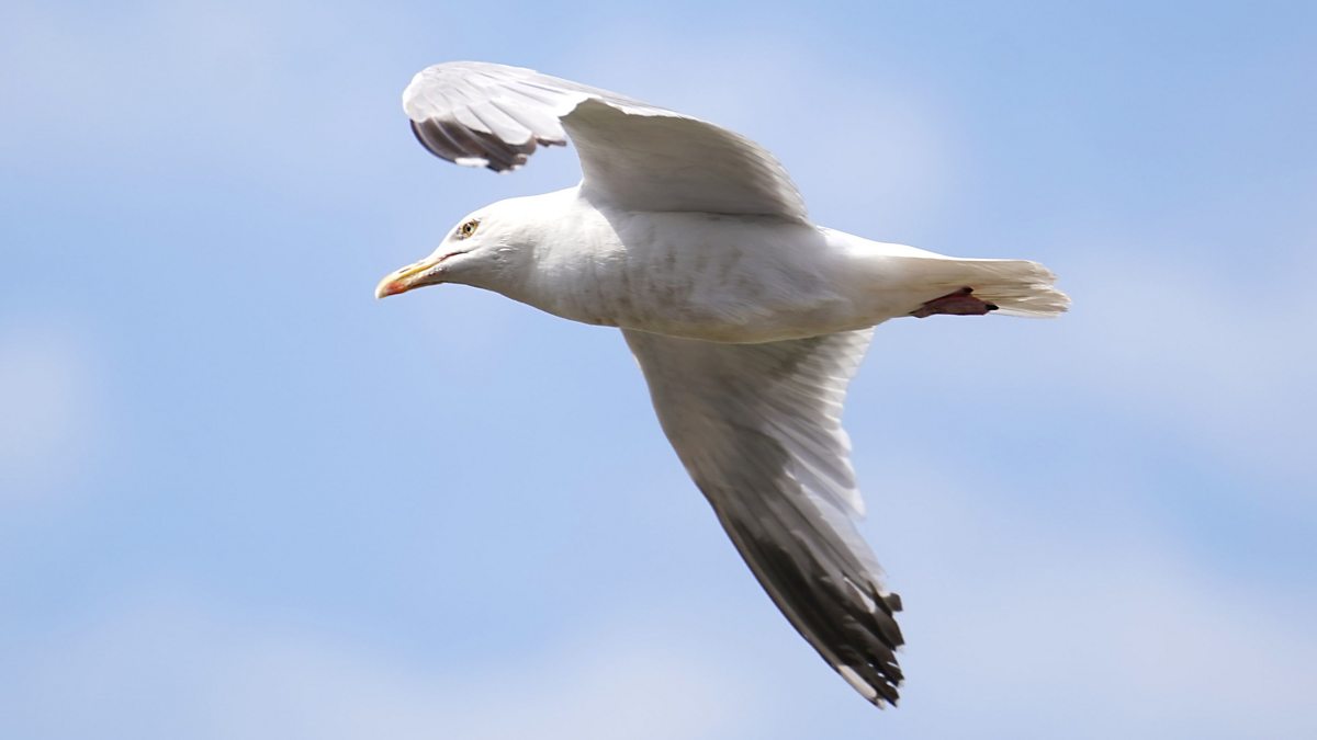 BBC Radio Cornwall - Julie Skentelbery, 18/11/2024, Bird Flu case ...
