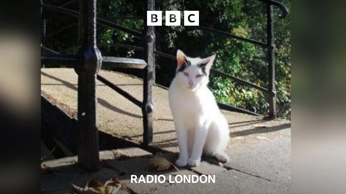BBC Radio London - BBC Radio London, Barney: 'Legendary' cat has ...