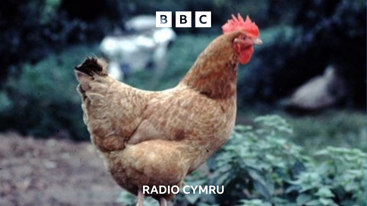 BBC Radio Cymru - Dros Ginio, Alun Thomas yn cyflwyno, Cadw ieir fel ...