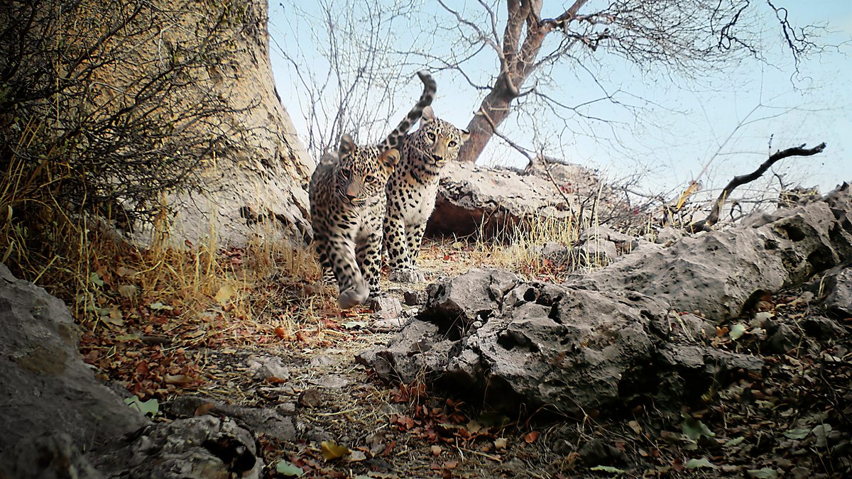 BBC One - Asia - Filming a family of Persian leopards whilst learning ...