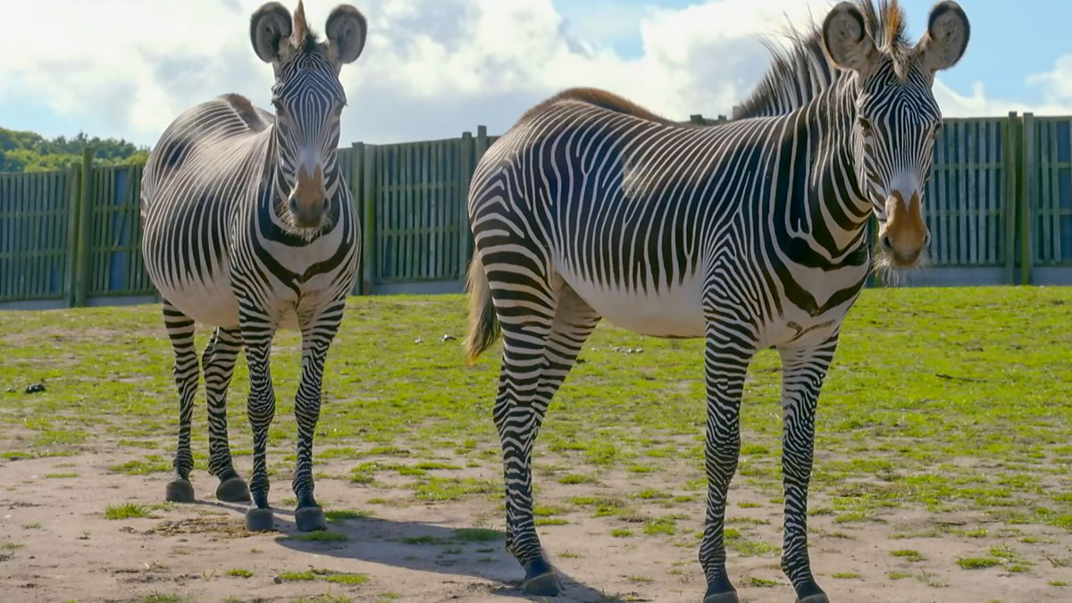 Go Wild - Series 2 - Aneeshwar and Lizzie: 12. Zebra and Red-Bellied Piranha - BBC iPlayer