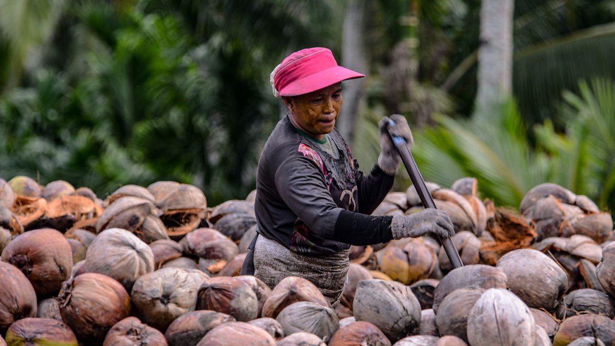BBC World Service - People Fixing the World, Coconuts fixing the world
