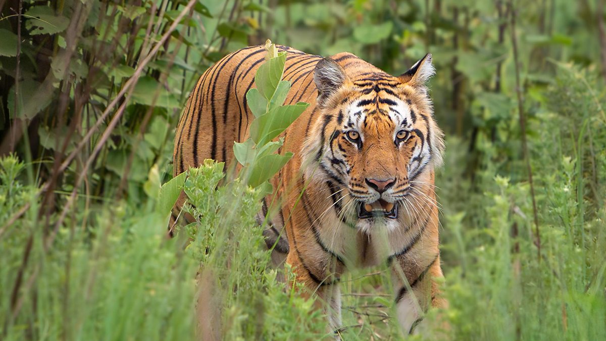 BBC World Service - Tech Life, Tiger trackers used to spy on women