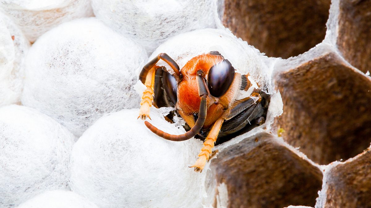 BBC One - Asia - Filming Tangled Worlds