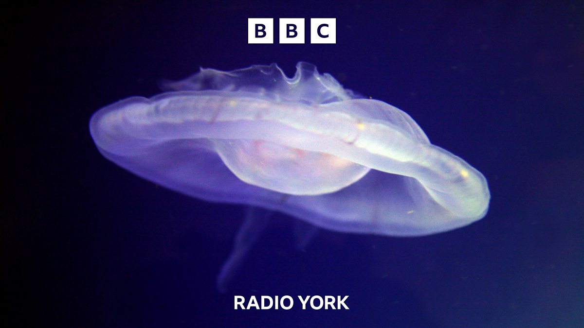 BBC Radio York - BBC Radio York, Could you supervise Scarborough's ...