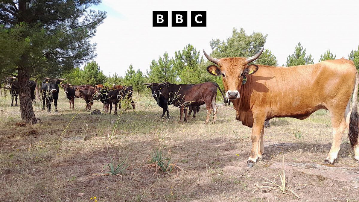 BBC World Service - People Fixing The World, The cows fighting wildfires
