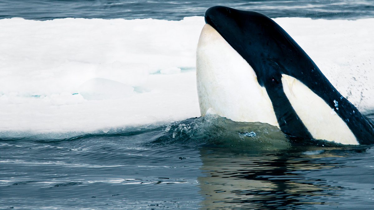 BBC Two - Expedition Killer Whale