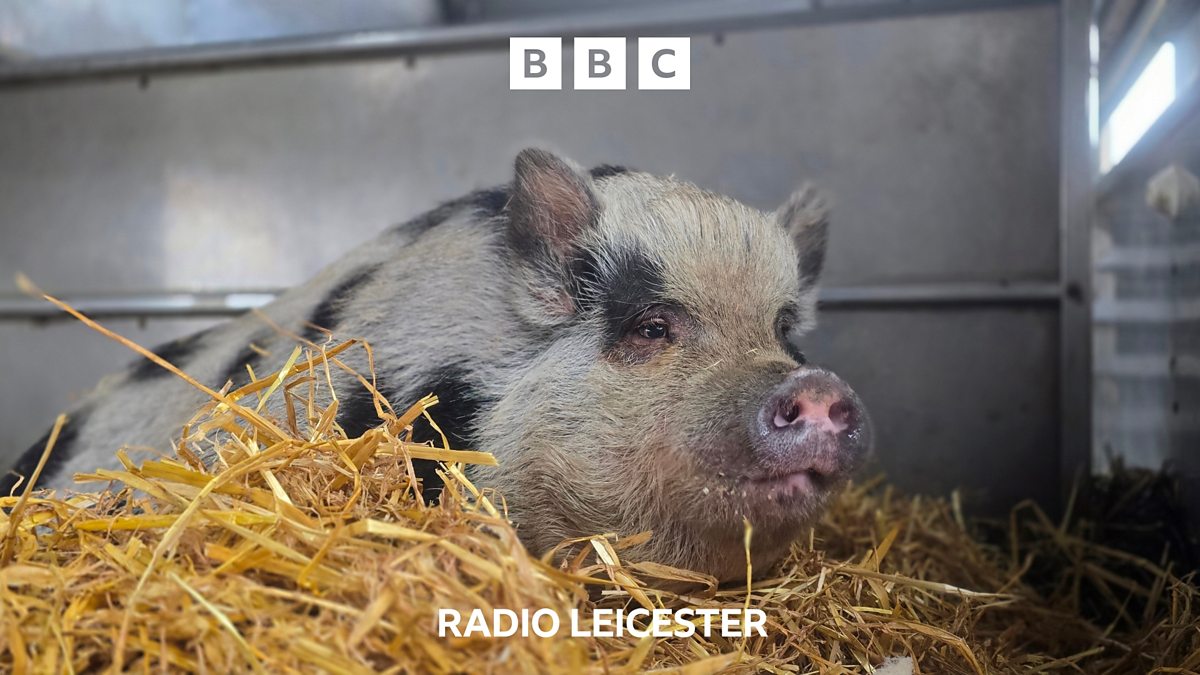 BBC Radio Leicester - Leicester, Home sought for loose pig