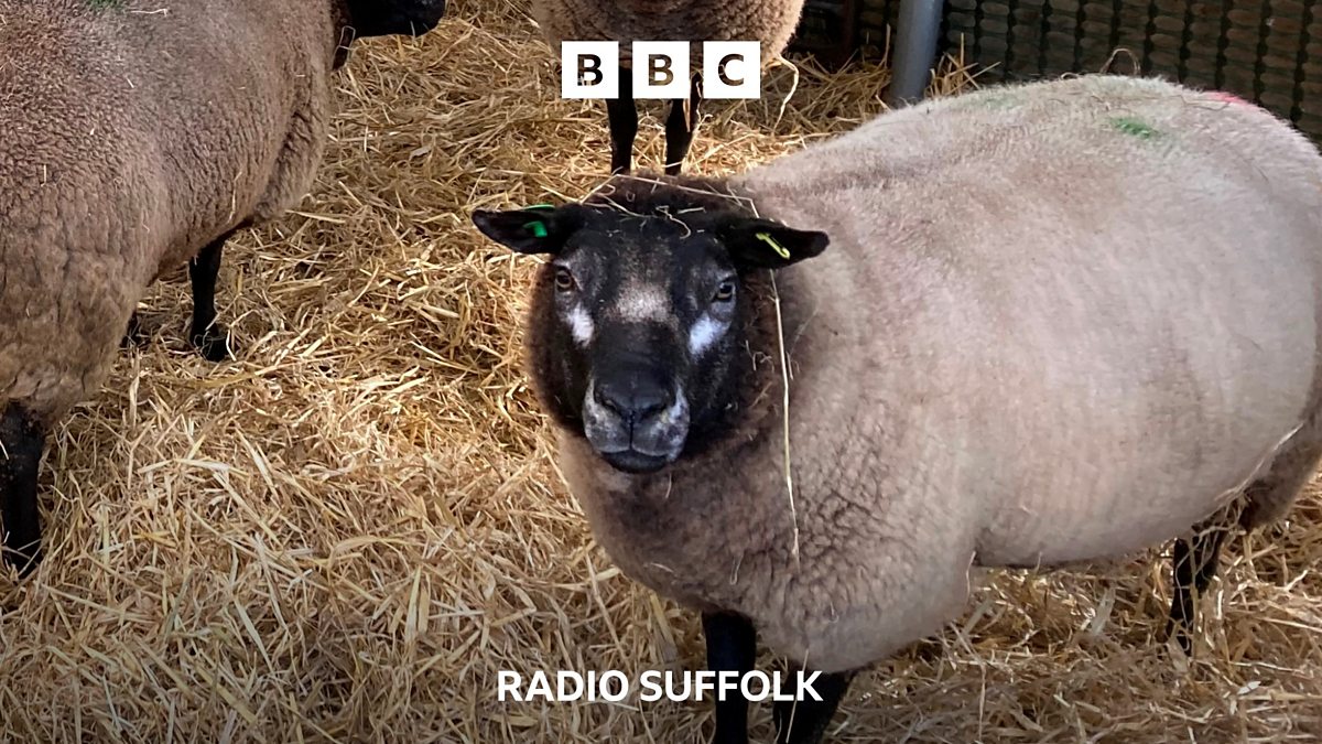 BBC Radio Suffolk - BBC Radio Suffolk, Sheep farming in the winter