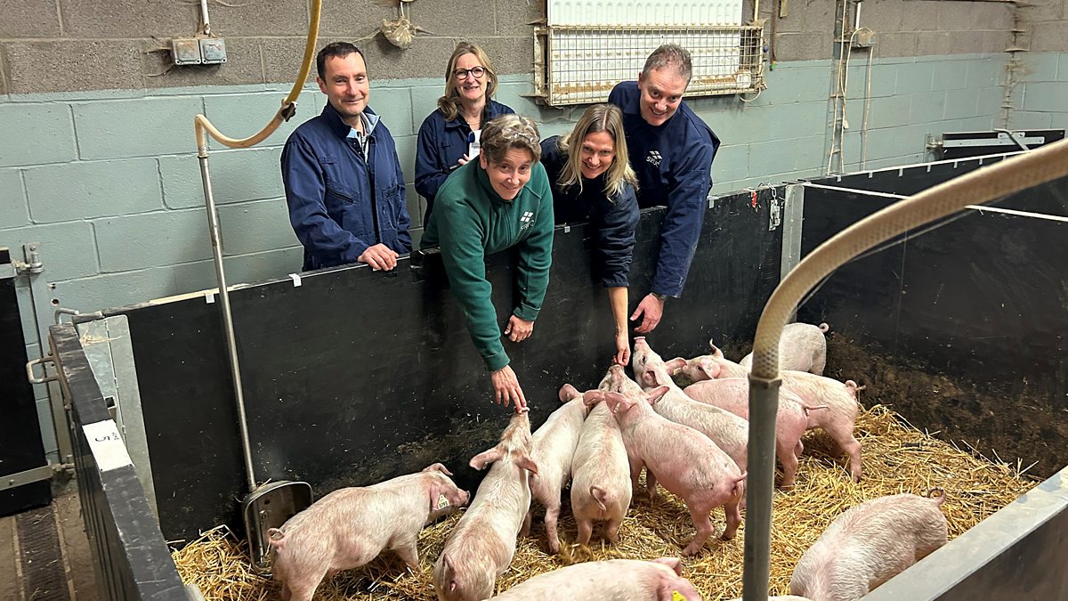 BBC Radio 4 - On Your Farm, Learning About Pigs