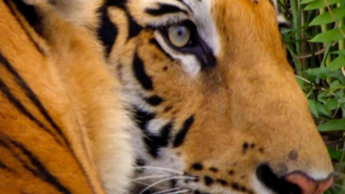 BBC One - Asia, Series 1, Tangled Worlds, Bengal tiger family