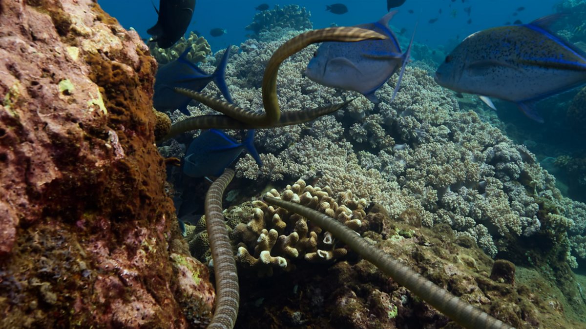 BBC One - Asia, Series 1, Beneath the Waves, Sea snakes and trevally ...