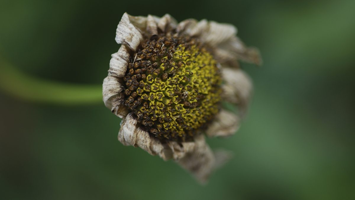 BBC World Service - Outlook, A matter of life and death