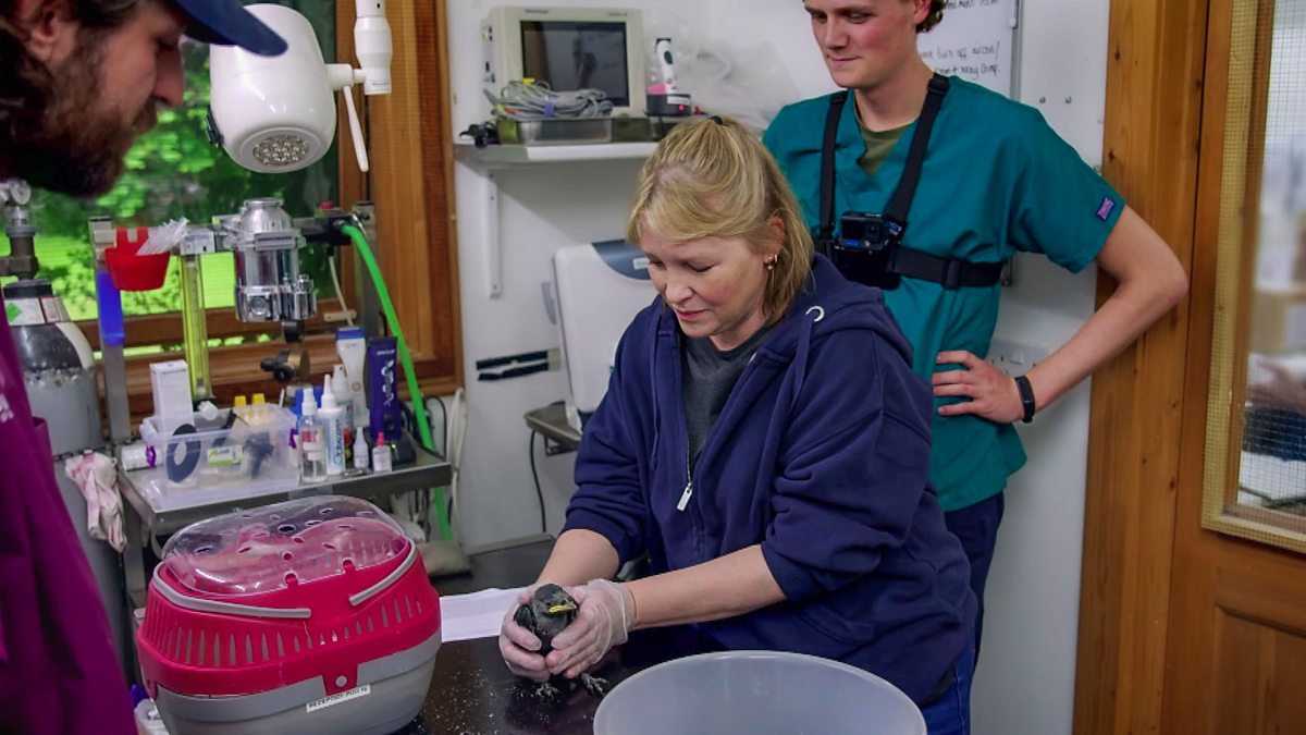 Joanna Pages Wild Life - Series 1: Episode 4 - BBC iPlayer