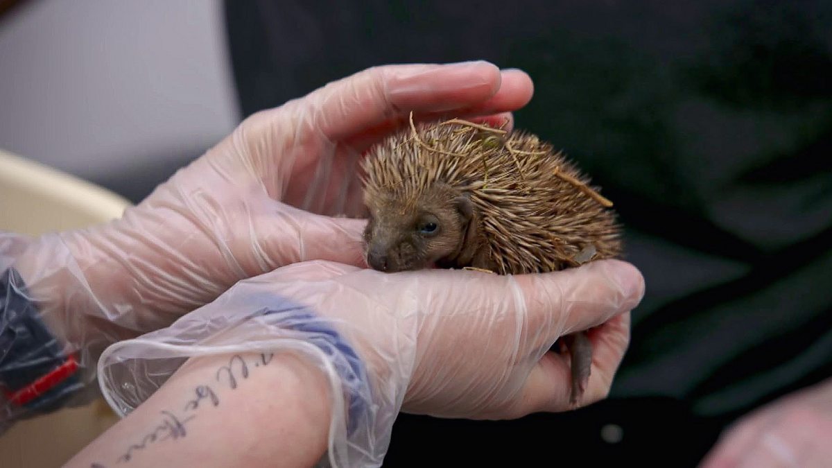 Joanna Pages Wild Life - Series 1: Episode 5 - BBC iPlayer