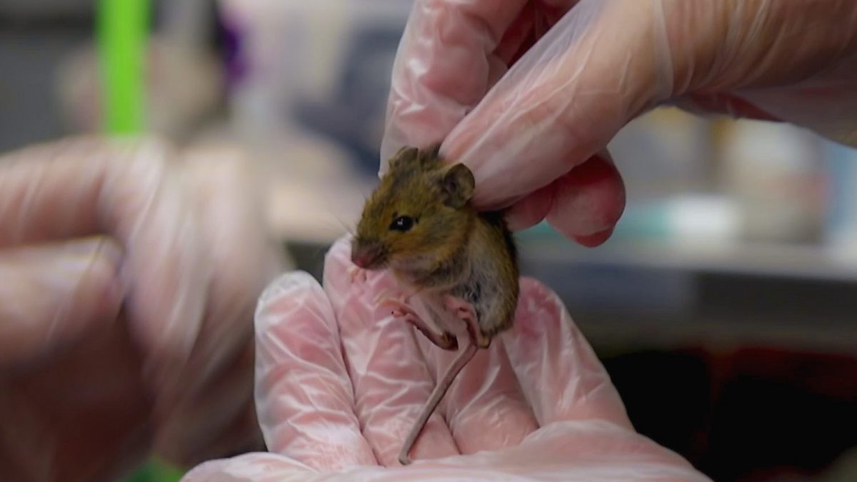 Joanna Pages Wild Life - Series 1: Episode 8 - Signed - BBC iPlayer