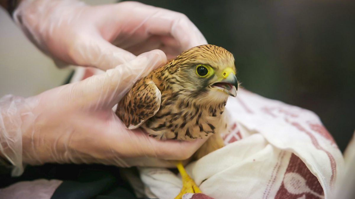 Joanna Pages Wild Life - Series 1: Episode 13 - BBC iPlayer
