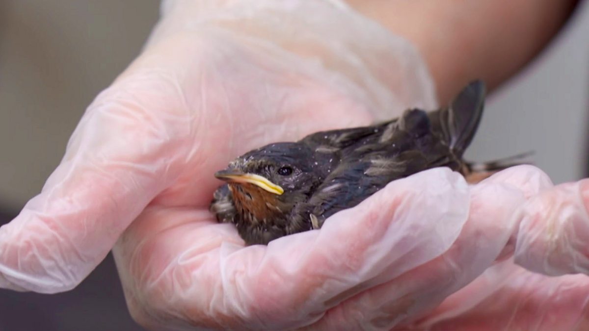 BBC Two - Joanna Page's Wild Life, Series 1, Episode 14