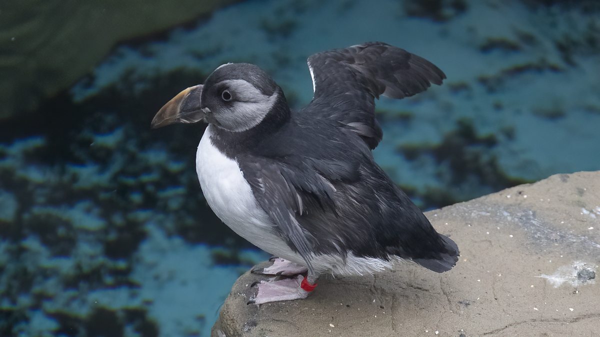 BBC Radio Cornwall - Julie Skentelbery, 19/12/2024, Cliff the Puffin ...