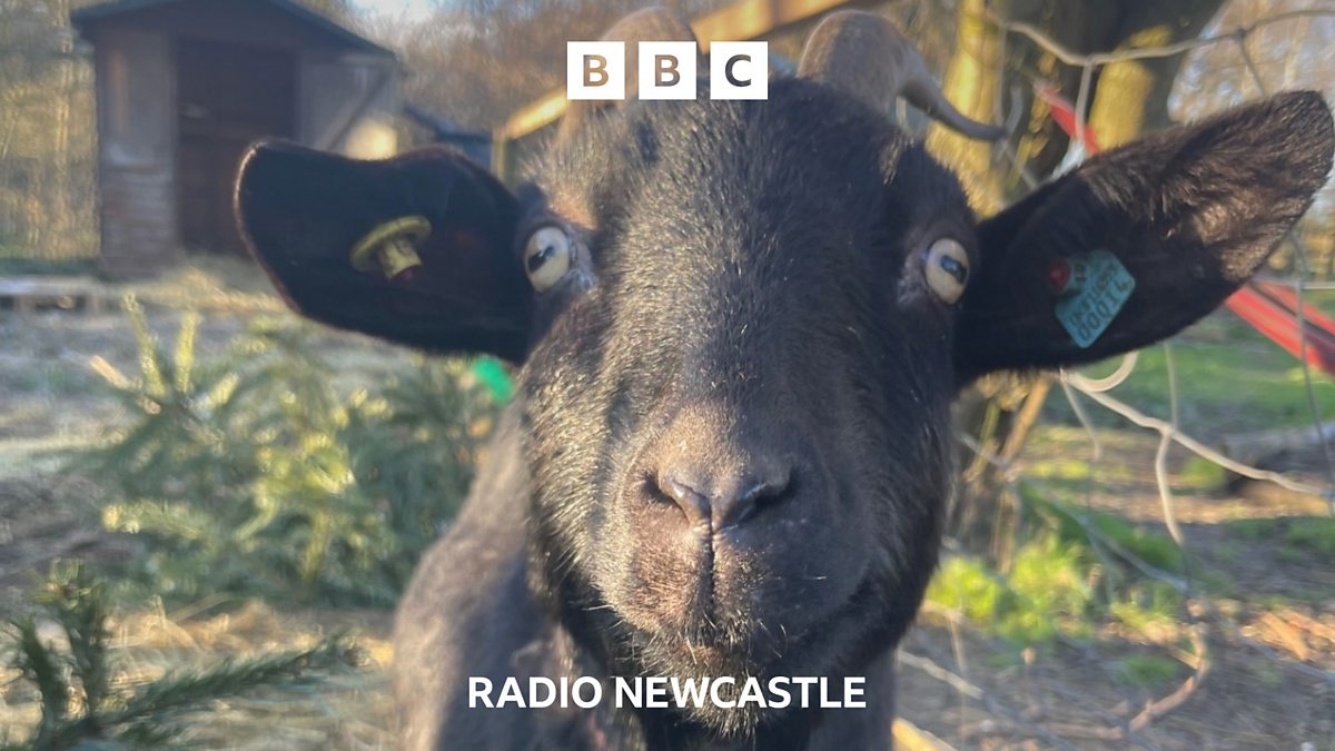 BBC Radio Newcastle - BBC Radio Newcastle, Gateshead Goats help recycle ...